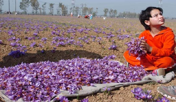 Kashmir Saffron Regains Prominence with Geographical Indication Tag ...